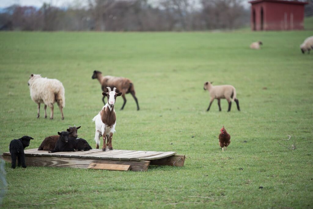 farm-blog - East Lynn Farm